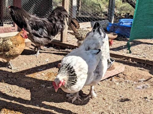 Brahma Chicken Guide: Raise Large Dual-Purpose Birds for Eggs and Meat