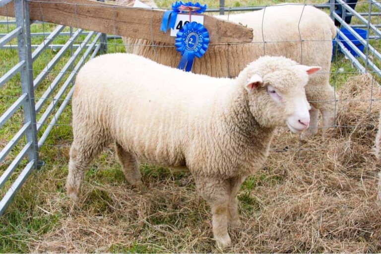Rambouillet Sheep: Breed, Origin, and Purposes for Raising
