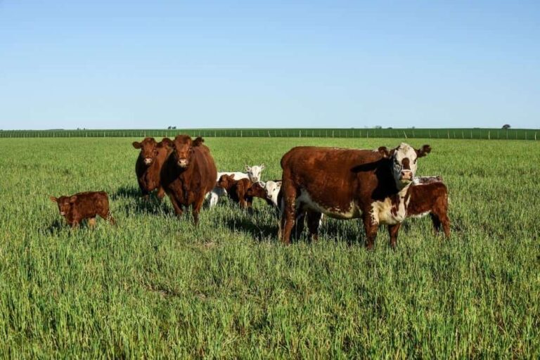 Shorthorn Cattle for Milk and Beef Production Breeds