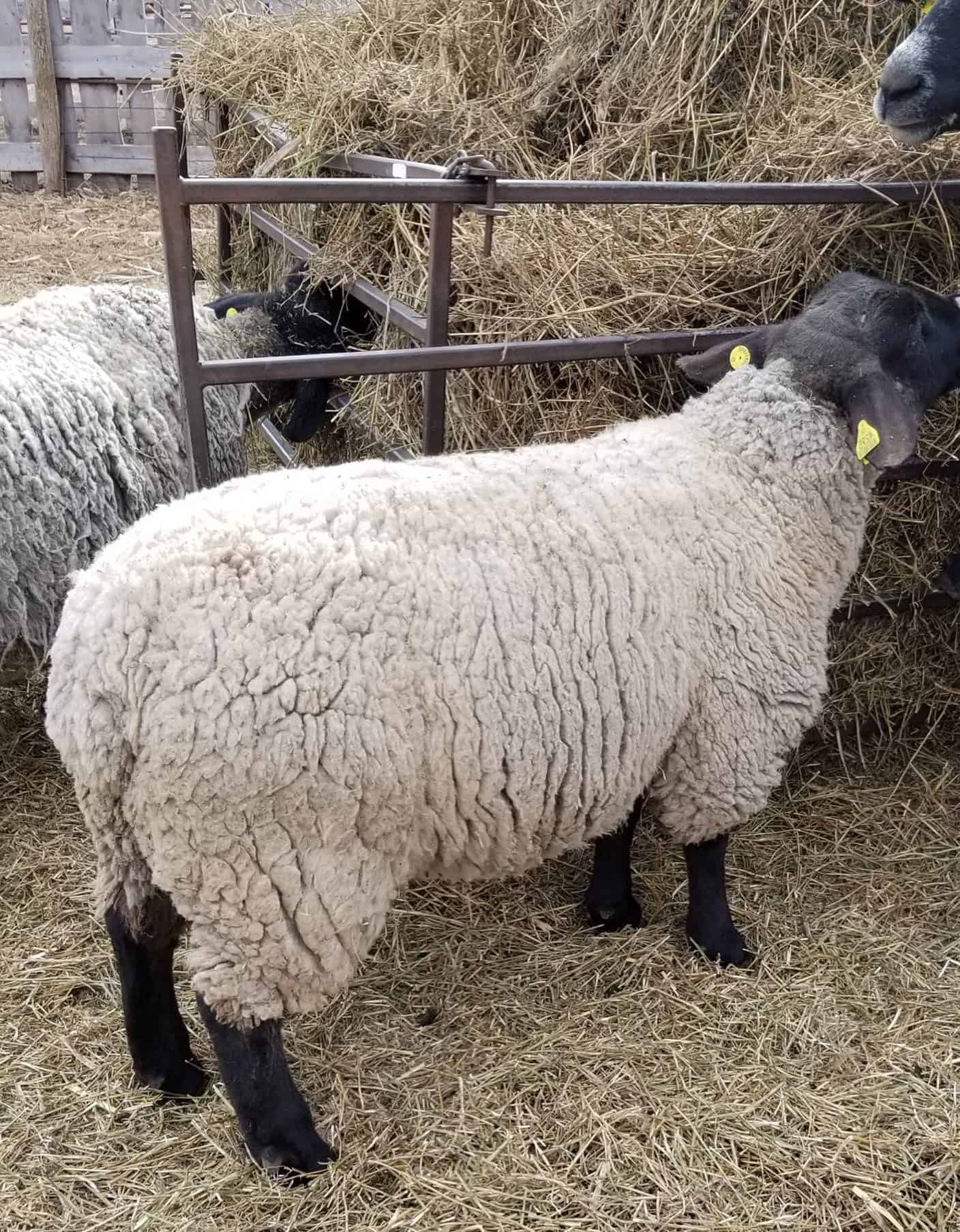 Suffolk Sheep Guide: Origin, Characteristics & Raising Tips