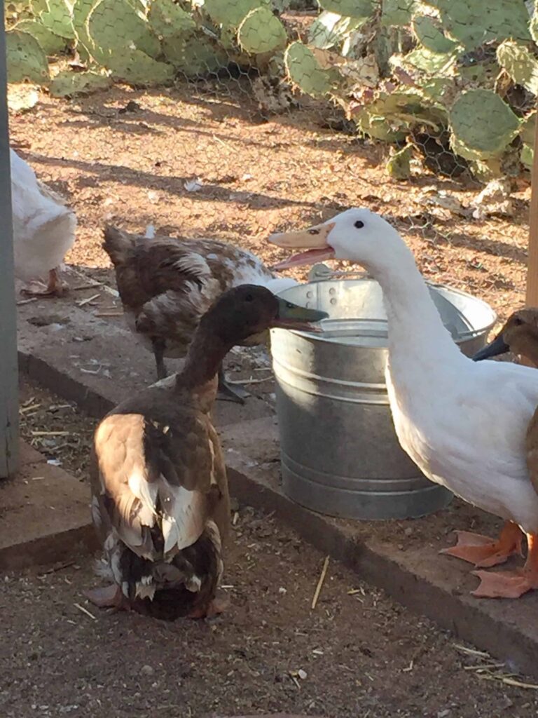 Raising Ducks: What You Need to Know