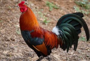 Why There Are So Many Chickens in Maui | Feral & Wild Chicken Facts