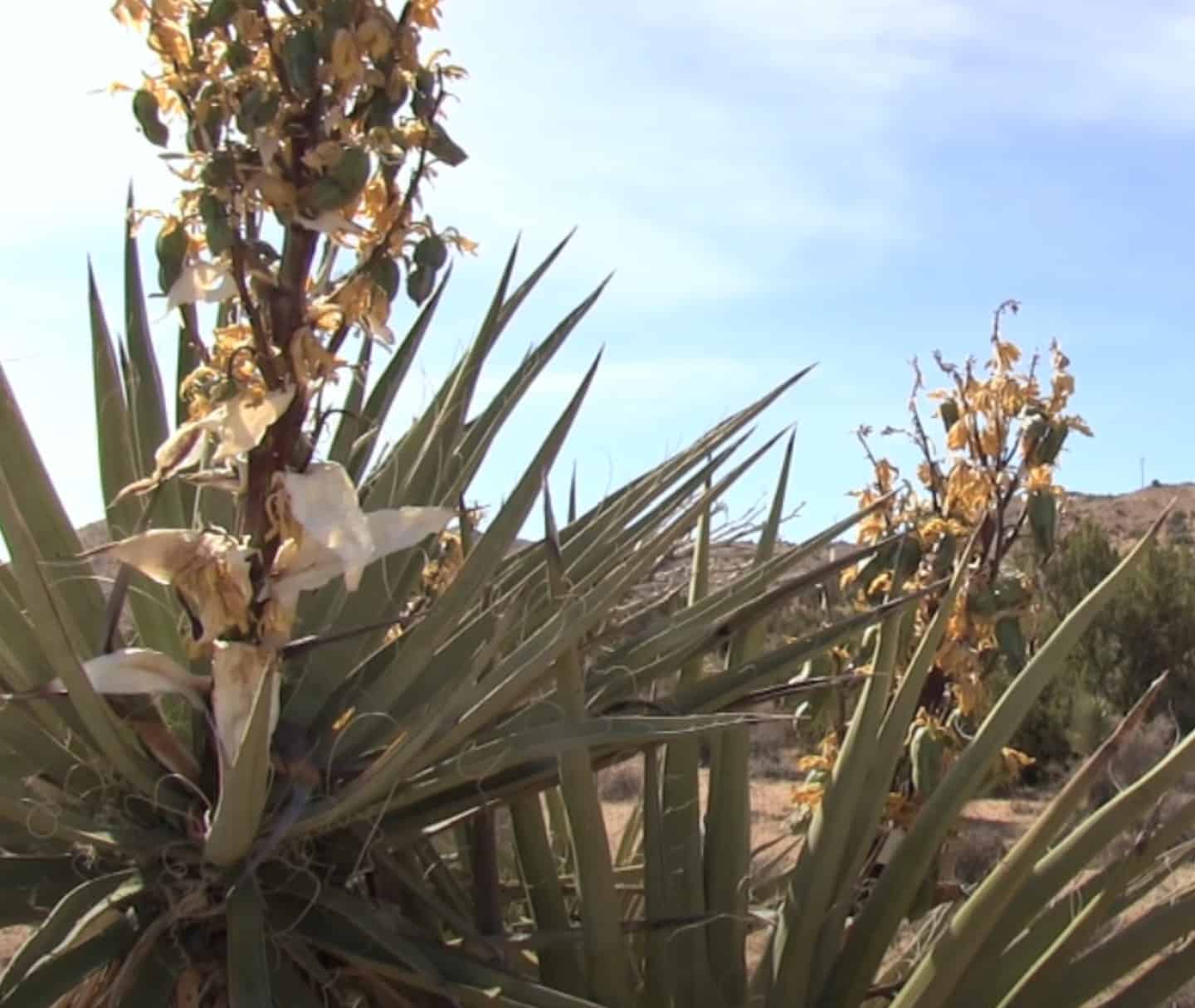 Yucca Plant for Food, Landscaping & Houseplants | Edible Yucca Varieties
