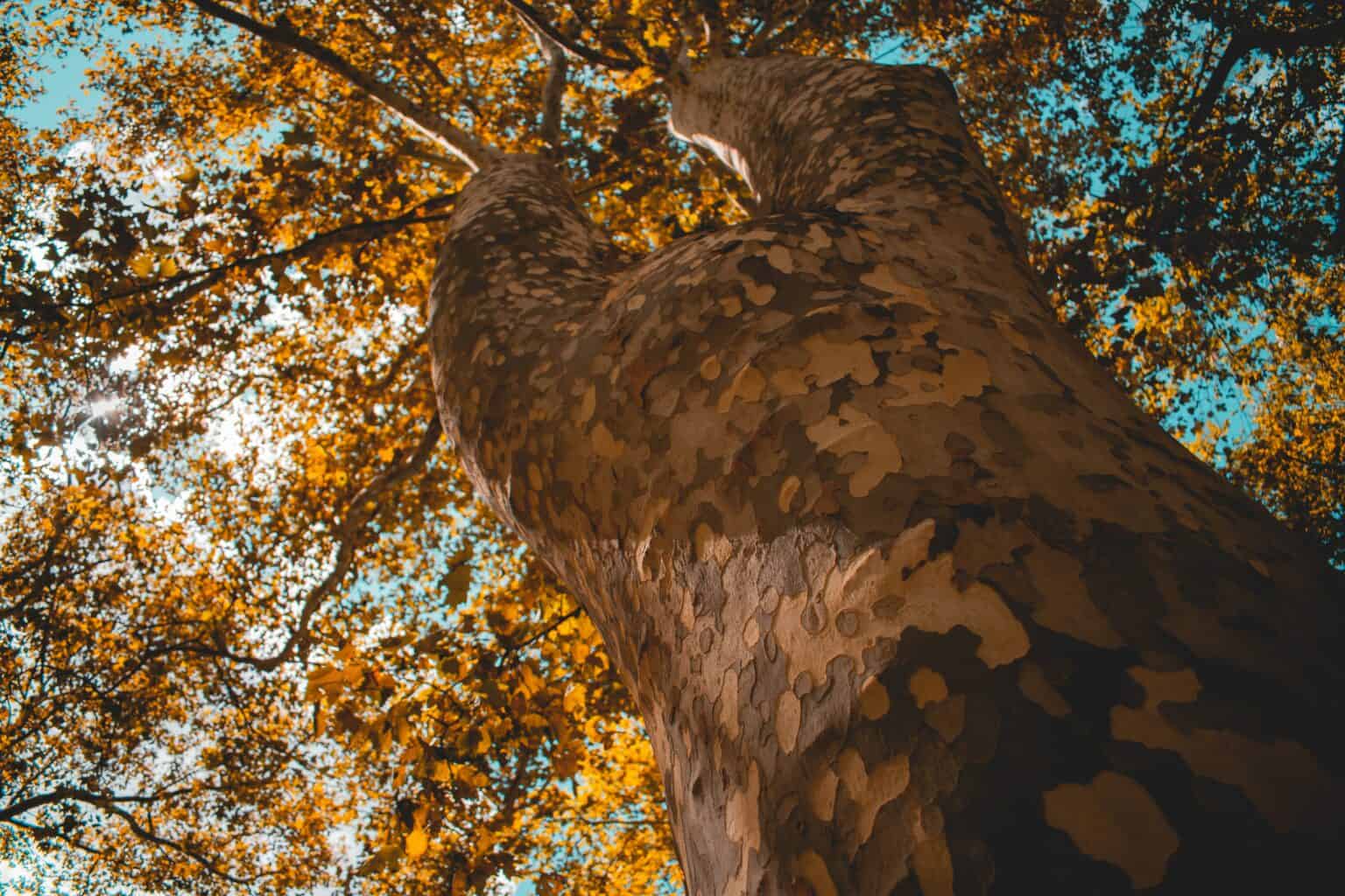 Sycamore Tree - Features, Uses, Types and How to Grow - Rural Living Today