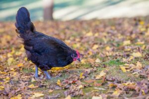 Australorp Care Guide: Characteristics, Lifespan & Tips