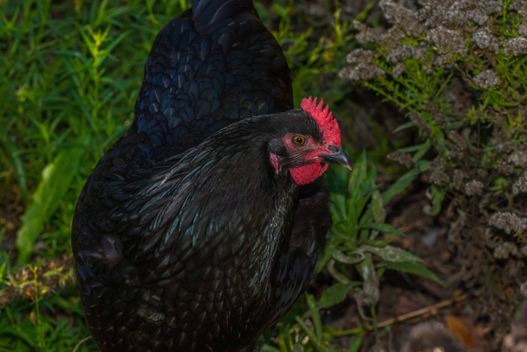 Australorp Care Guide: Characteristics, Lifespan & Tips