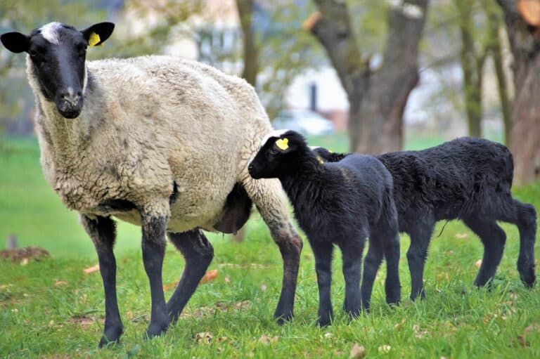 Best Meat Sheep Breeds for Your Farm in 2025