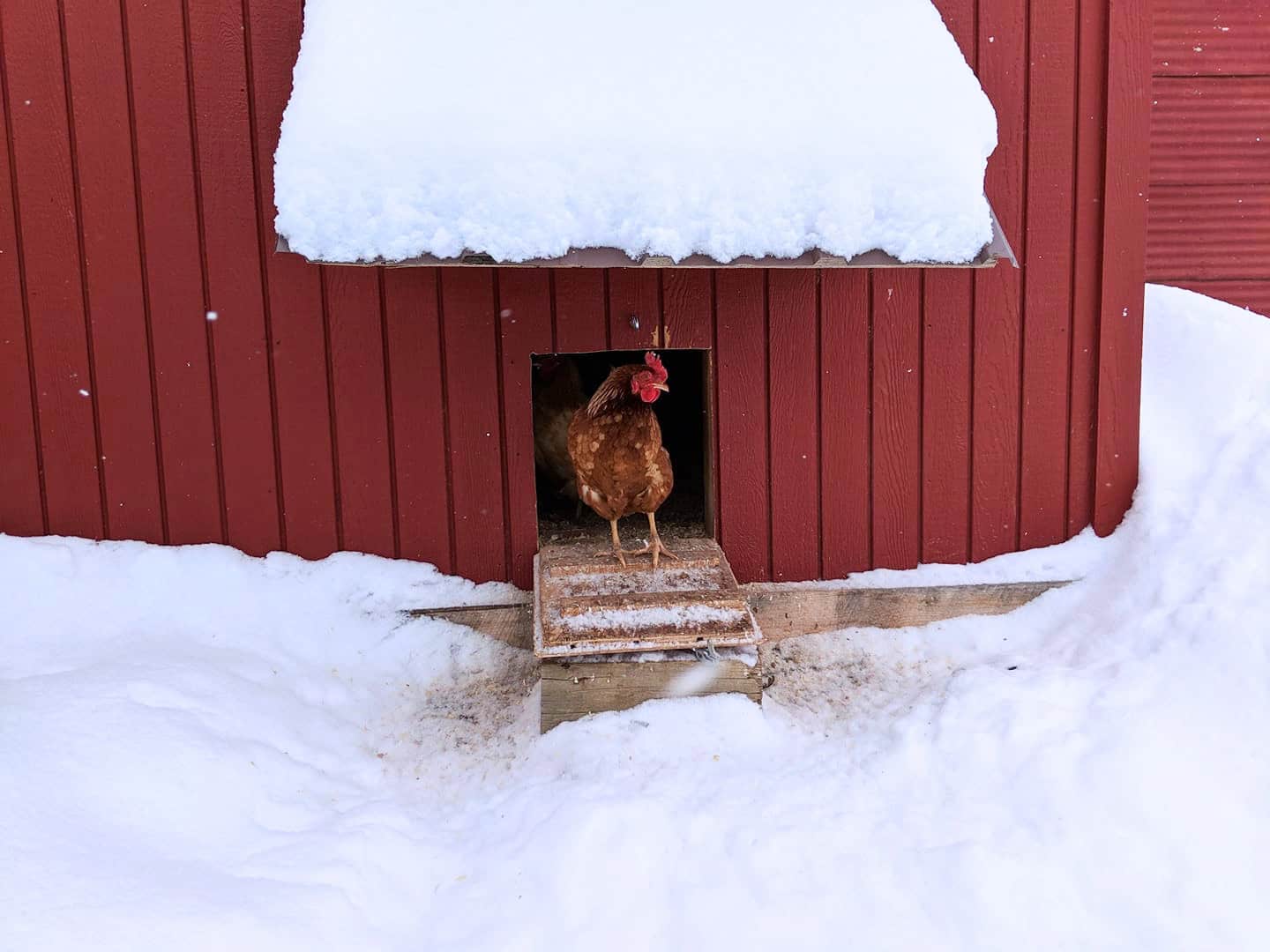How Cold Can Chickens Tolerate? Keep Them Warm in Winter