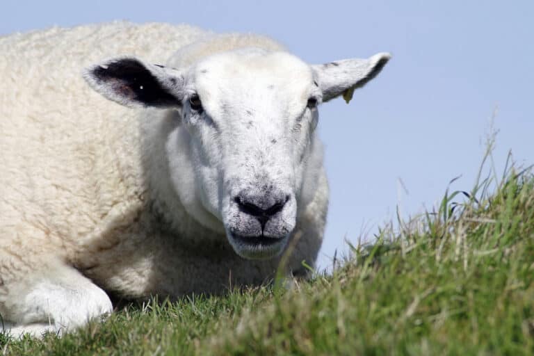 Meat Sheep Breeds and What Is Best for Your Farm - Rural Living Today