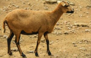 Barbados Blackbelly Sheep: Raising a Hardy, Prolific Breed