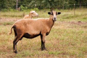 Barbados Blackbelly Sheep: Raising a Hardy, Prolific Breed
