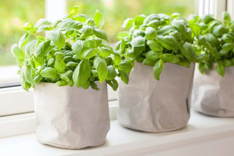 Growing Your Own Basil Plant: A Guide for Beginners - Rural Living Today