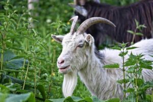 Bearded Goat ~ All You Need to Know
