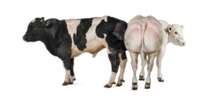 Belgian Blue Cattle ~ Everything You Need to Know