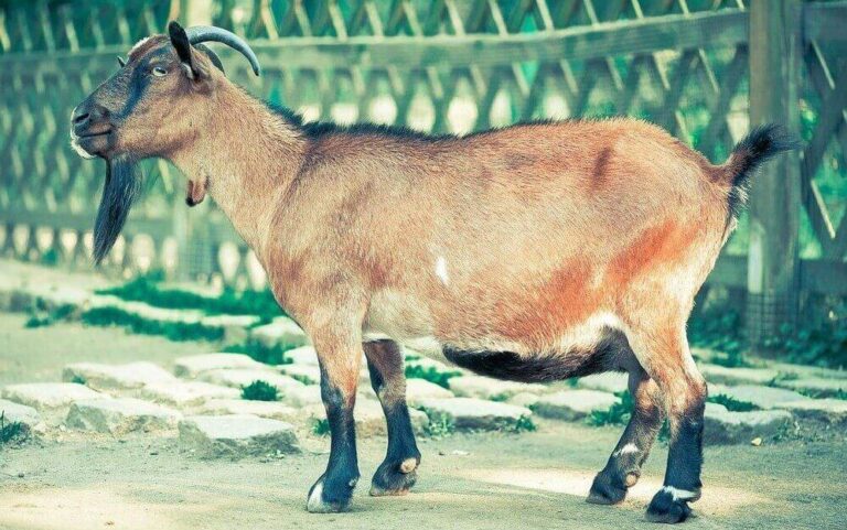 Ram vs Goat ~ Key Differences and Fun Facts