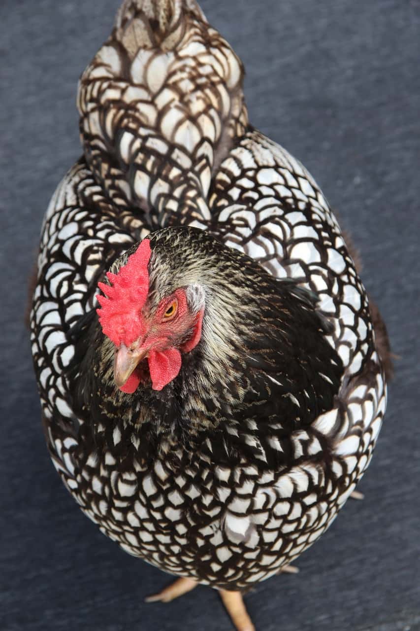 Wyandotte Chicken Guide to Appearance, Temperament, Varieties & Raising
