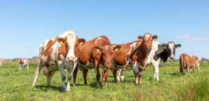 Best Protein Tubs for Cattle: Benefits, Pros & Feeding Tips