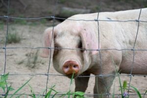 Chester White Pigs ~ All You Need to Know - Rural Living Today