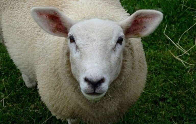 Texel Sheep Breed Guide: Meat, Milk, and Wool Production