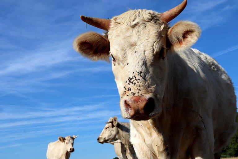 Fly Control for Cattle ~ 4 Methods to Consider Based on Your Situation