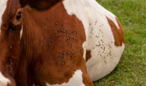 Fly Control for Cattle ~ 4 Methods to Consider Based on Your Situation