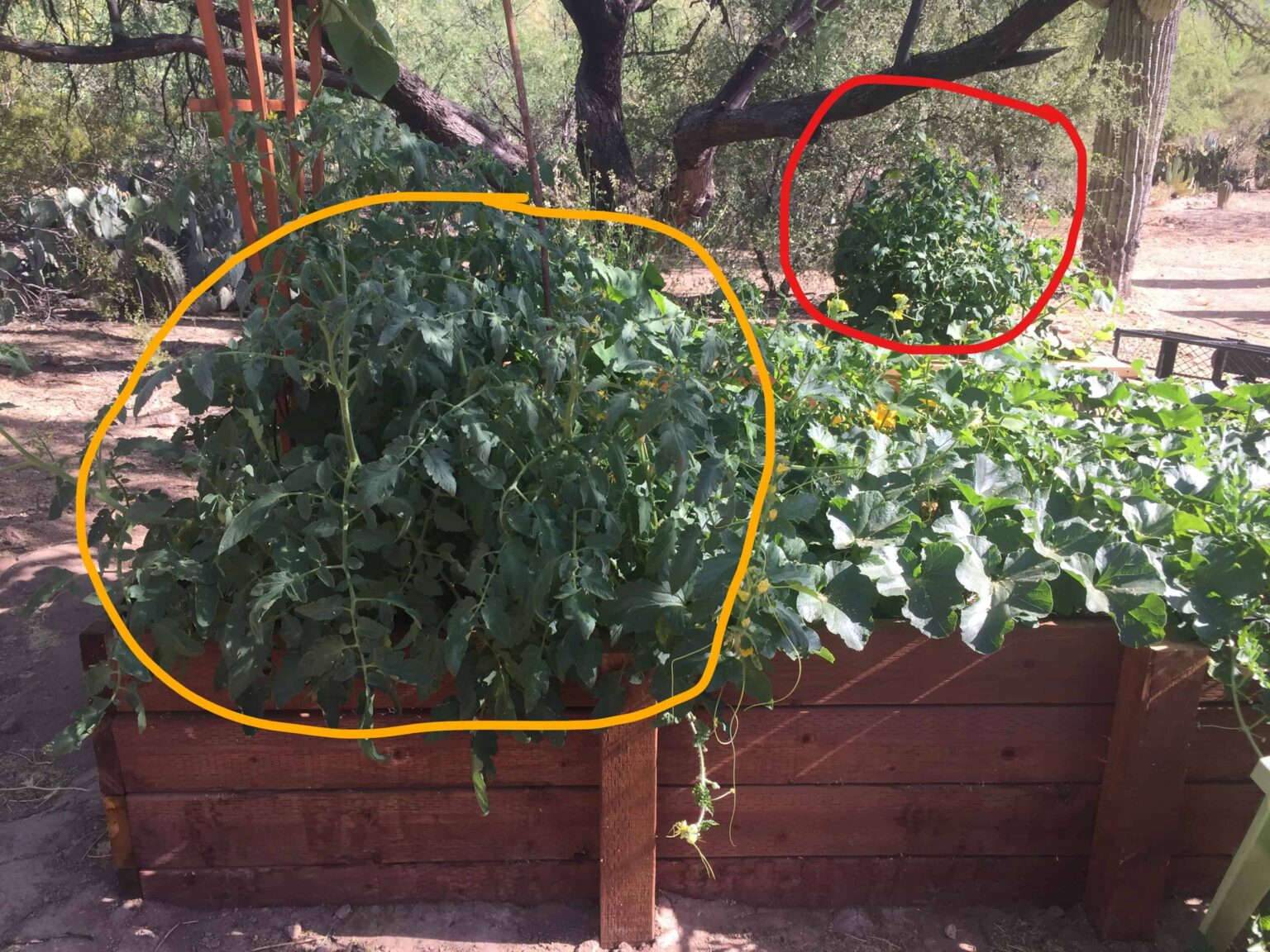 Indeterminate Tomatoes ~ What to Know to Grow - Rural Living Today