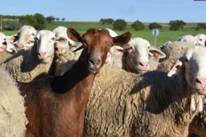 Difference Between Sheep and Goats to Guide Beginners