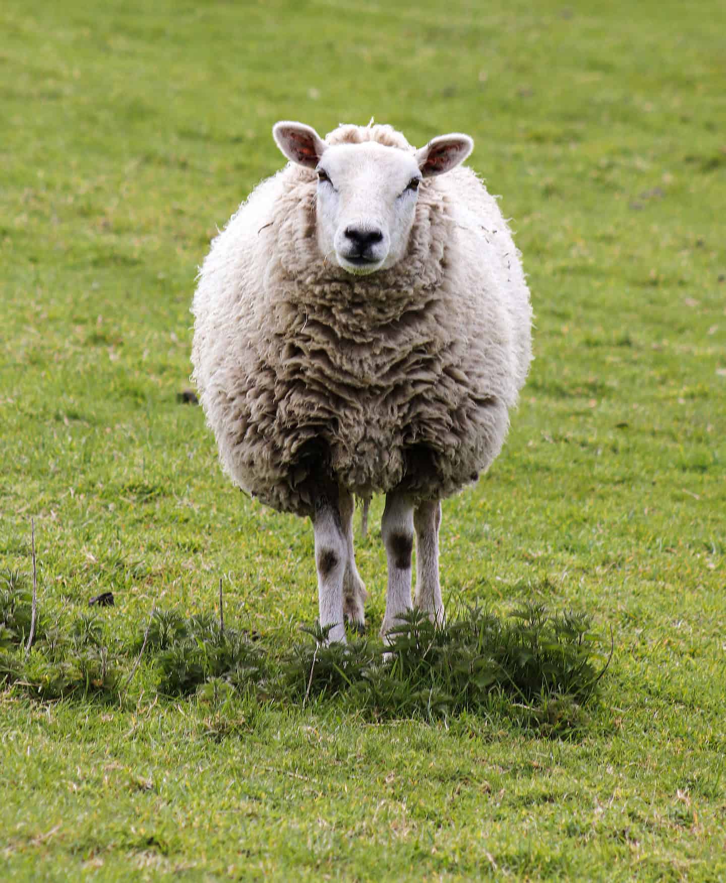 Sheep Names Galore ~ 777+ Baa-rilliant Names for Your Woolly Flock ...