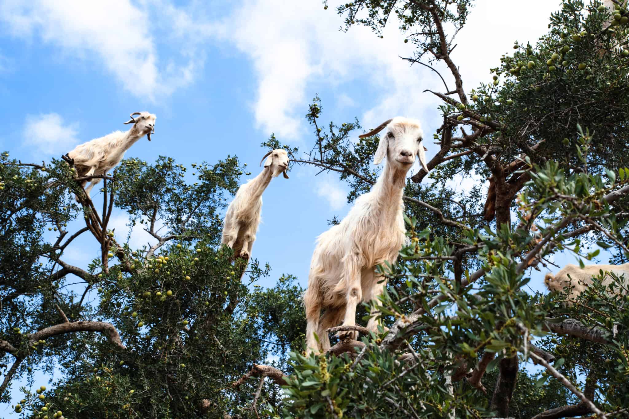 Goat Playground Ideas ~ Easy Ways to Keep Goats Engaged