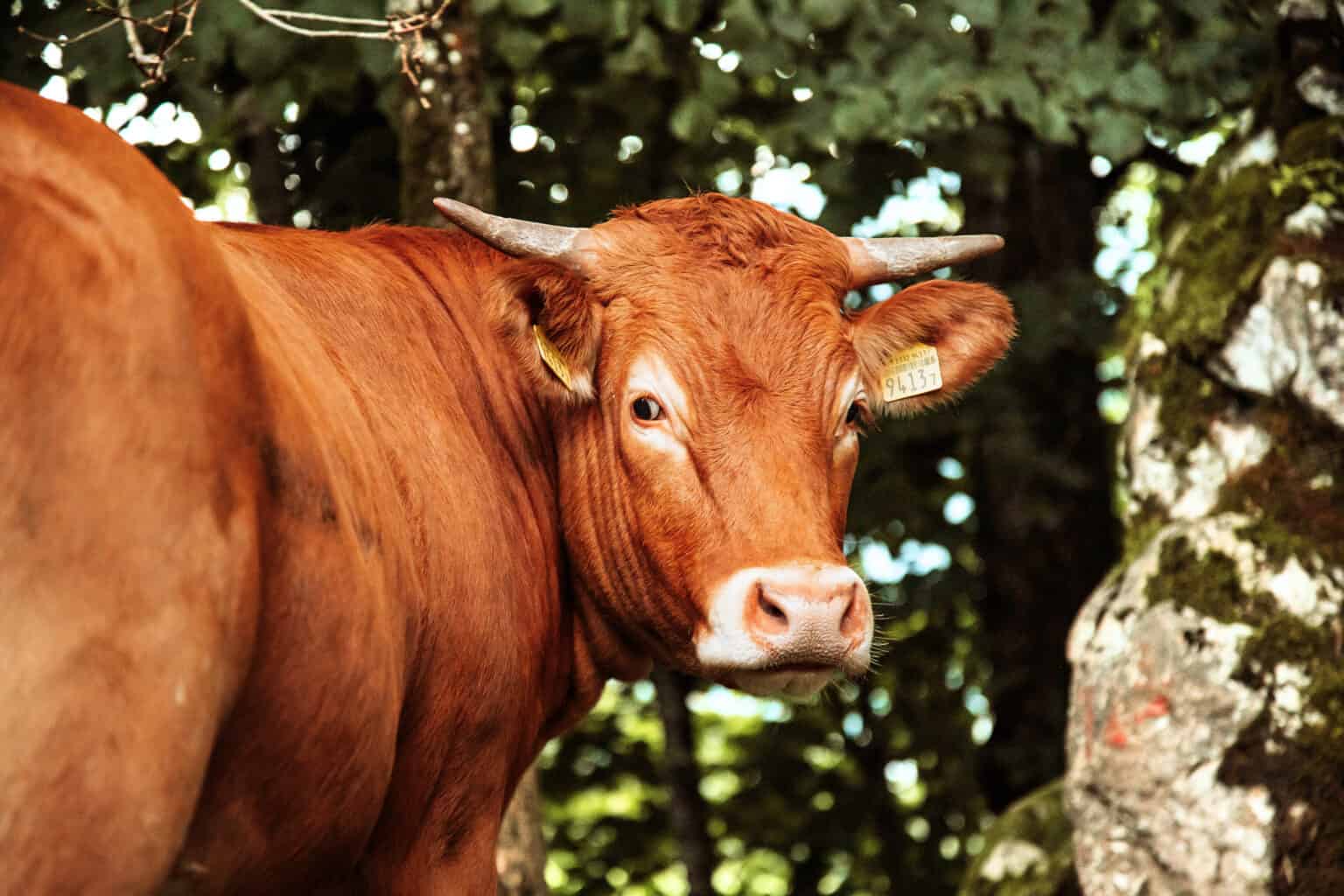 Limousin Cattle and Why They Are Ideal to Raise for Beef - Rural Living ...