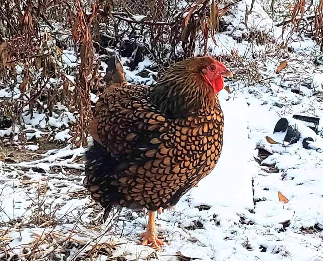 How Cold Can Chickens Tolerate? Keep Them Warm in Winter