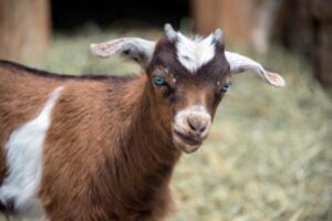 Why Do Goats Faint? Fun Facts About Myotonic Goats