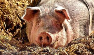Raising Feeder Pigs: Essential Tips & Best Practices