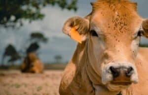 Fly Control for Cattle ~ 4 Methods to Consider Based on Your Situation
