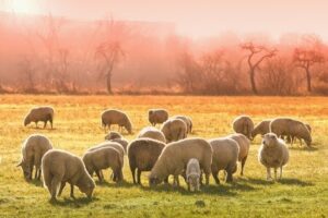 Lamb vs Sheep ~ What Is the Difference Between Lamb and Sheep