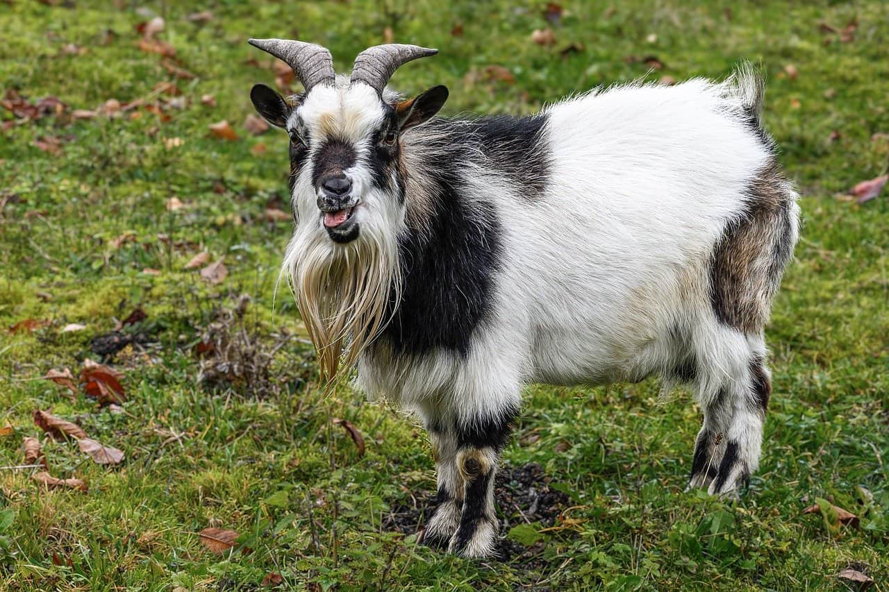 Bearded Goat ~ All You Need to Know - Rural Living Today