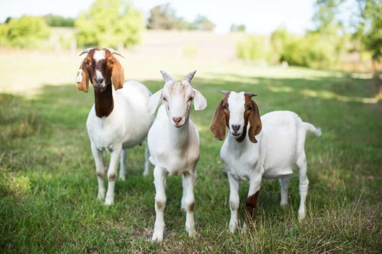 Goat Breeds Guide 2025: How To Choose the Best Goat Animal