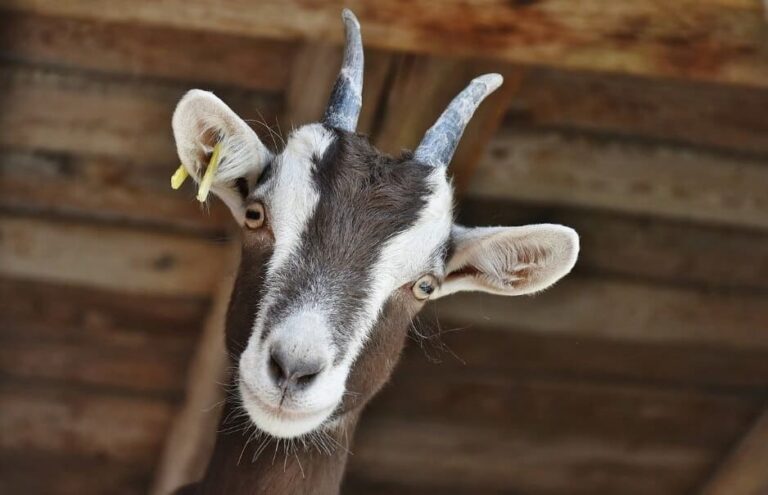 How Much Does a Goat Cost? Factors Affecting the Price - Rural Living Today