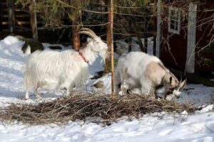 How to Keep Goats Warm in Cold Weather | 7 Winter Tips