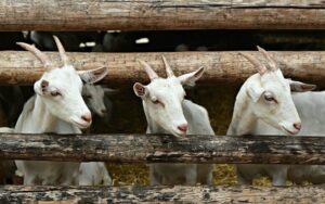 How Long Do Goats Live ~ Learn Which Breeds Live the Longest - Rural ...