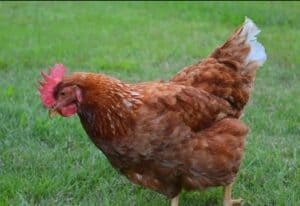 Gold Star Chickens Guide 2025: Breed, Egg Production & Care