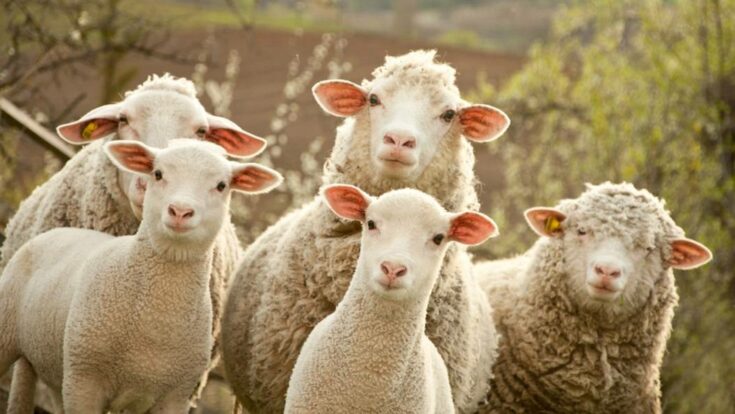 How Long Do Sheep Live and What Affects Sheep Lifespan - Rural Living Today