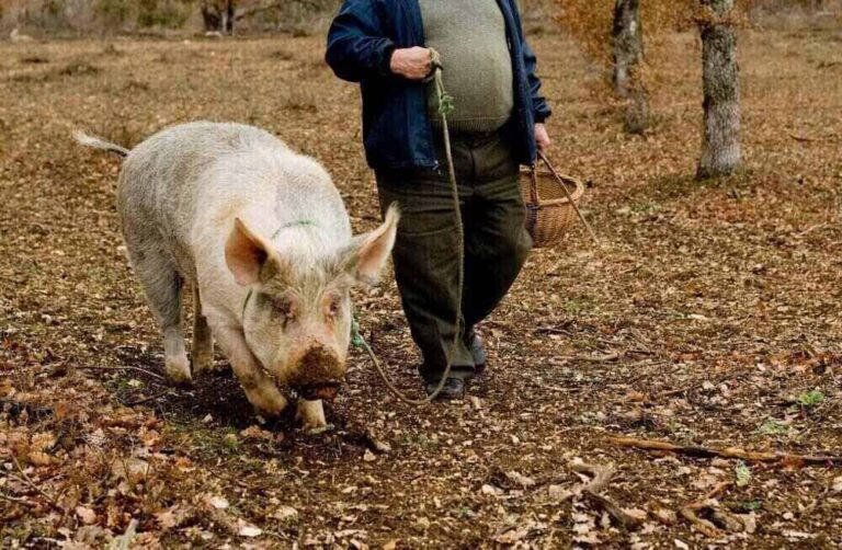 Discovering the Value of Truffle Pigs: How Pigs Find Expensive ...