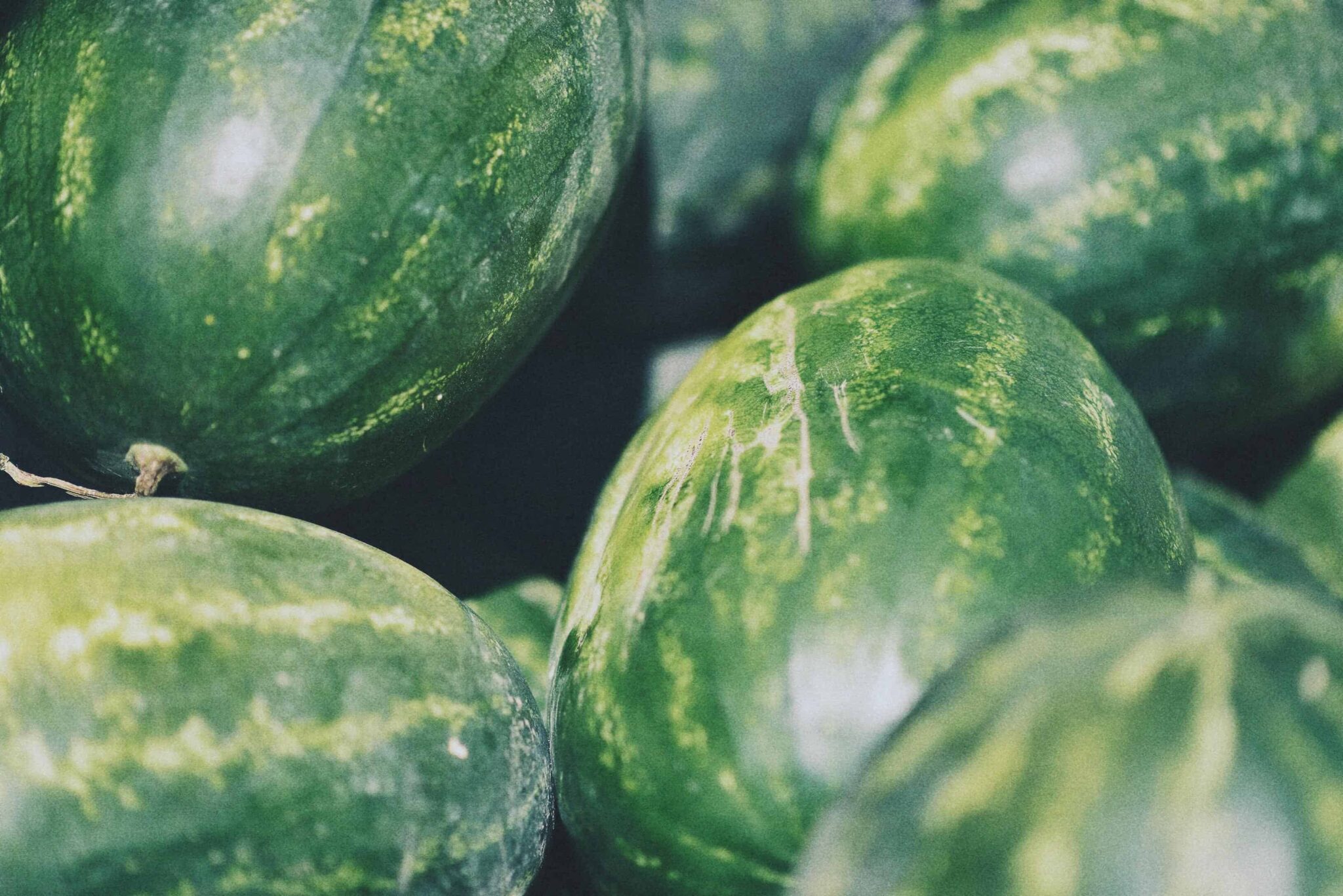 Growing Watermelon Tips: How to Grow Watermelons Successfully