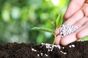 How to Stimulate Root Growth Fast | Top Tips & Best Fertilizers