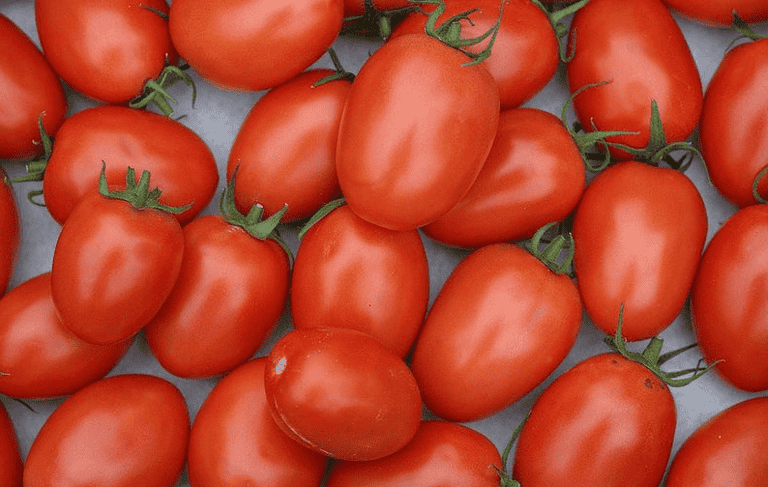 Roma Tomatoes ~ How to Grow Lots