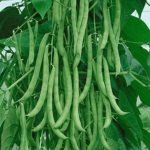 Pole Beans ~ What to Know to Grow LOTS of Them