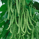Pole Beans ~ What to Know to Grow LOTS of Them