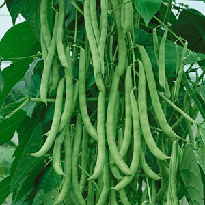 Pole Beans ~ What to Know to Grow LOTS of Them | Chickens, Livestock ...