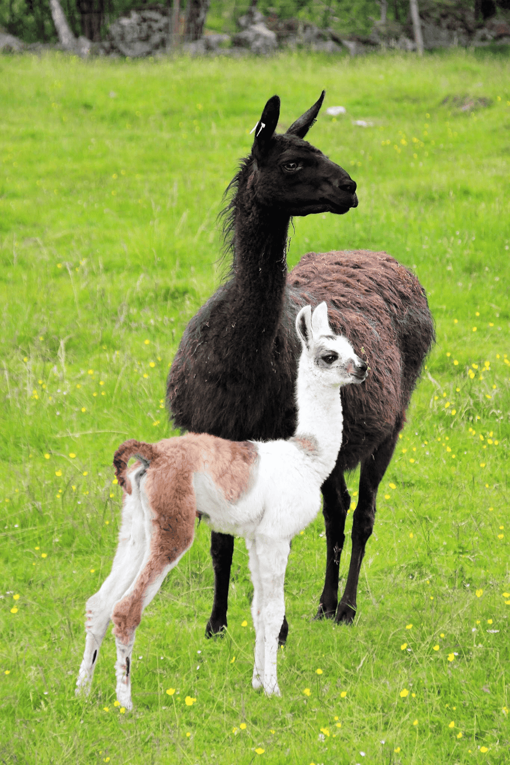 What Do Llamas Eat? Complete Guide to Llama Diet and Nutrition